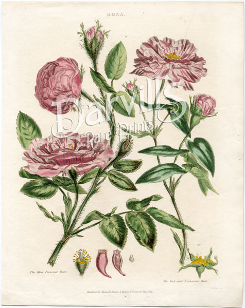 The Universal Herbal (1816-1820) by Thomas Green