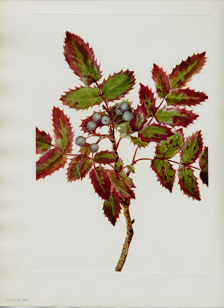 Mary Vaux Walcott "North American Wild Flowers" 1925