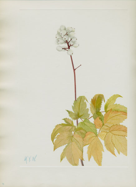 Mary Vaux Walcott "North American Wild Flowers" 1925