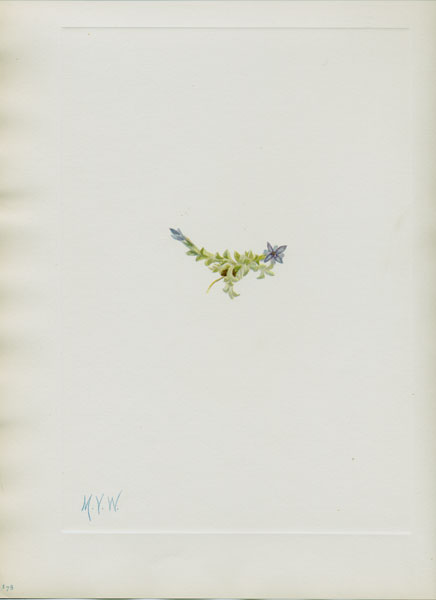 Mary Vaux Walcott "North American Wild Flowers" 1925