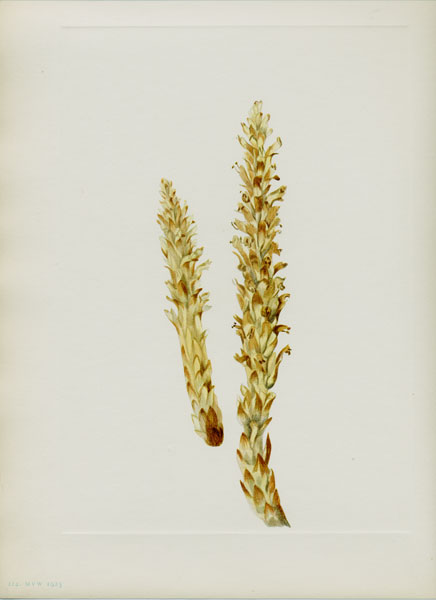 Mary Vaux Walcott "North American Wild Flowers" 1925