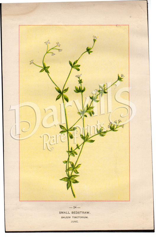 Antique floral prints of "the Wild Flowers of Ameria" from 1894