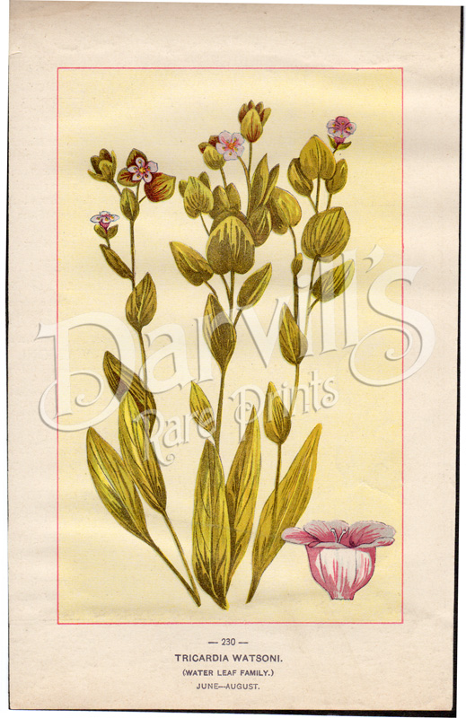 Antique floral prints of "the Wild Flowers of Ameria" from 1894