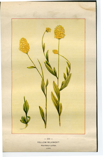 Antique floral prints of "the Wild Flowers of Ameria" from 1894