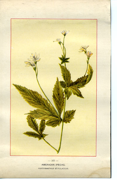 Antique floral prints of "the Wild Flowers of America" (1890-1894) from ...