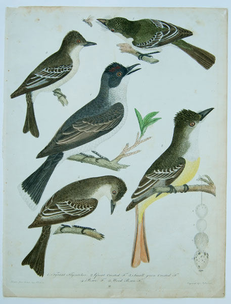 antique bird prints by Alexander Wilson
