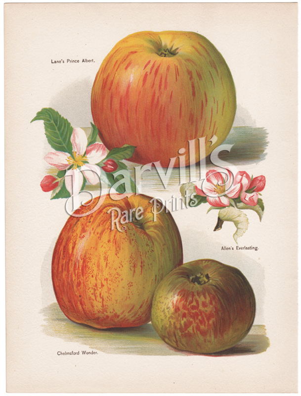 Reverend Wright "Fruit Grower's Guide" 1891-1894