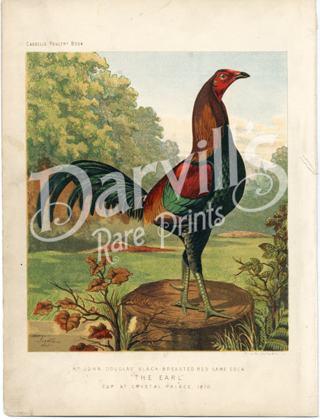 J.W. Ludlow, Lewis Wright, Cassell's "Illustrated Book of Poultry" 1880