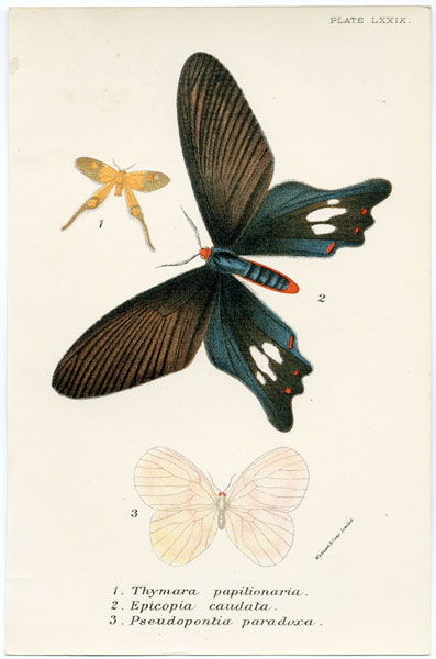 Antique butterfly prints from circa 1890s